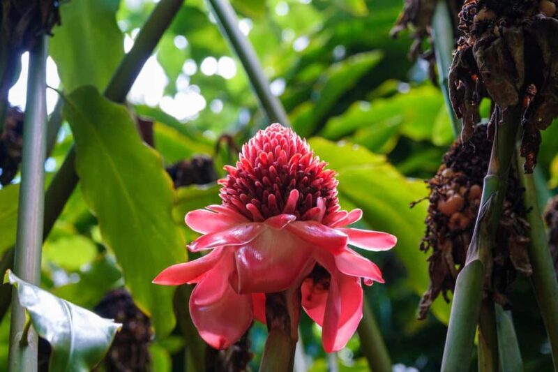 From Oahu: Kauai Waimea Canyon and Koke'e Adventure Tour - A Deep Dive Into the Kauai Day Trip