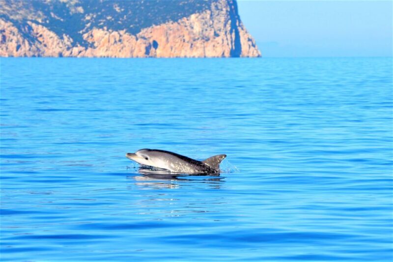 From Olbia: RIB Tour to Capo Figari with Dolphin Sighting - Final Thoughts