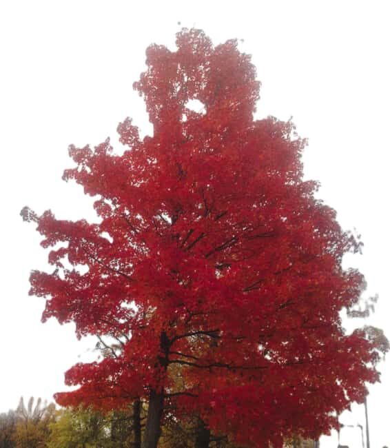 From Ottawa: Gatineau Park Fall Colors Guided Trip - Exploring Gatineau Park’s Fall Spectacle