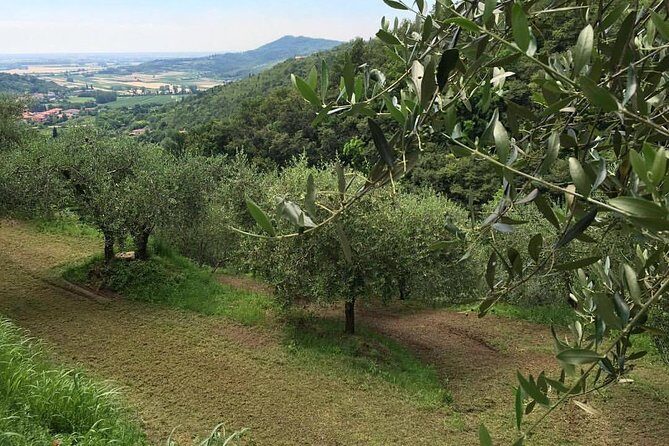 From Padua: Olive Oil & Wine in the Euganean Hills - Why This Tour Offers Good Value