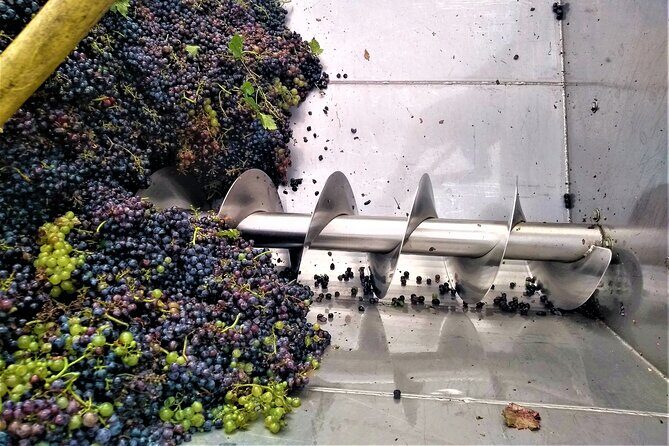 From Padua: Olive Oil & Wine in the Euganean Hills - Who Should Book This Tour?