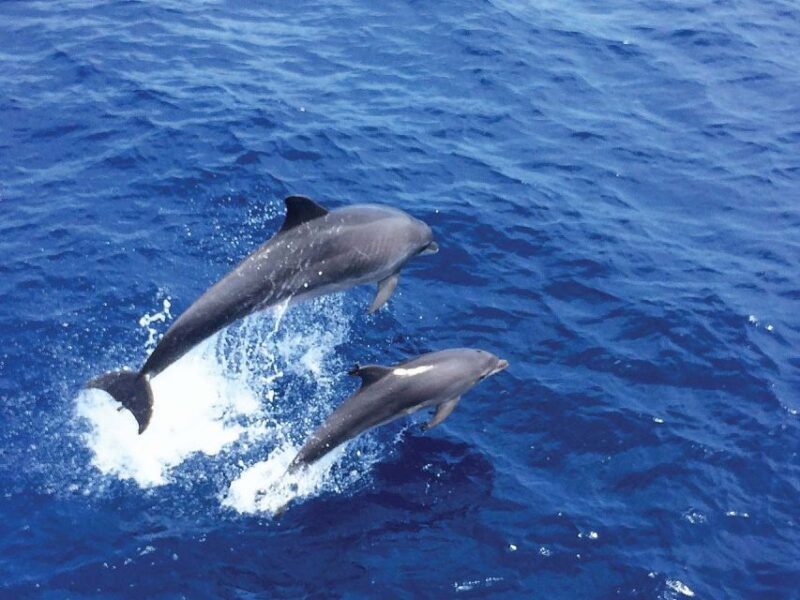 From Paguera: Dolphin Watching Cruise in a Glass-Bottom Boat - Value for Money