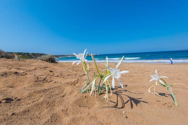 From Paphos or Limassol: Akamas National Park Jeep Safari - Exploring Cyprus’ Unique Landscapes