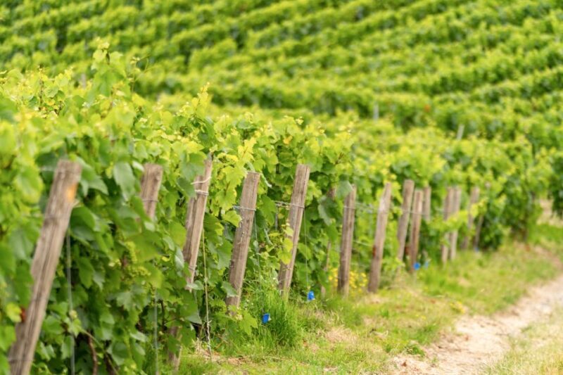 From Paris: Day Trip to Champagne with 8 Tastings & Lunch - Considerations for Travelers