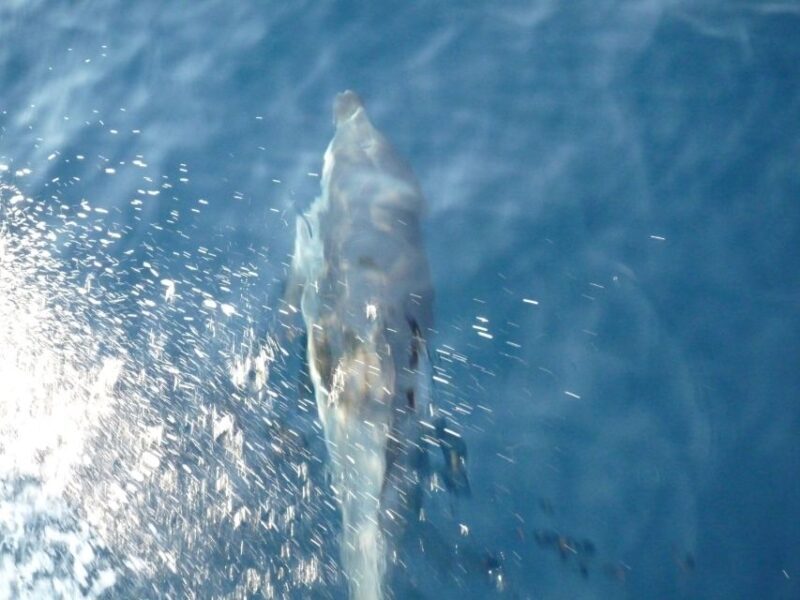 From Paros: Private Sailing Cruise with Lunch and Snorkeling - Who Would Love This Tour?  