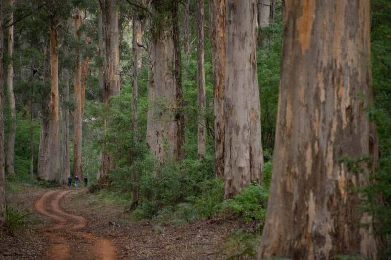 From Pemberton: Half-Day Beach and Forest Eco Adventure - What To Expect on the Day