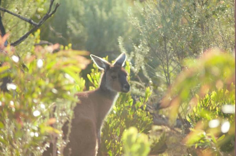 From Pemberton: Half-Day Beach and Forest Eco Adventure - Frequently Asked Questions