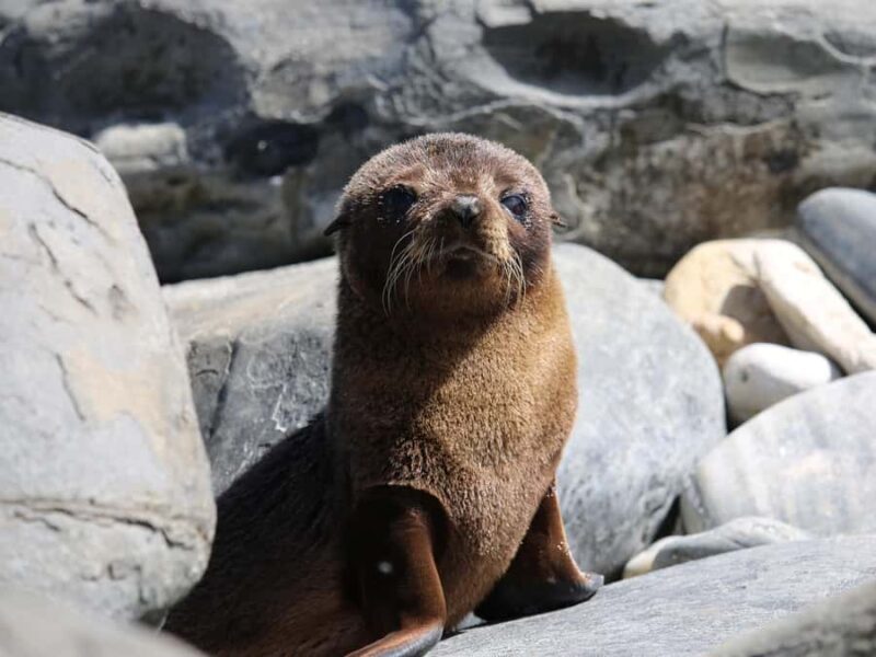 From Penneshaw: Kangaroo Island Sights and Wildlife Tour - An Overview of the Tour Experience