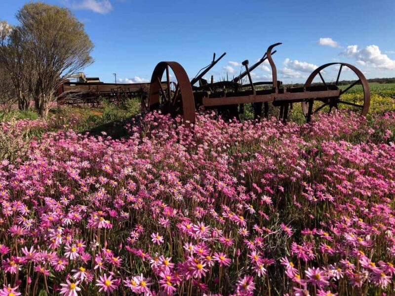 From Perth: Full-Day Wildflower Discovery Tour - Key Points