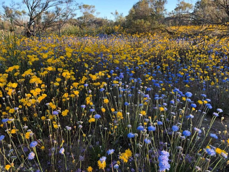 From Perth: Full-Day Wildflower Discovery Tour - A Closer Look at the Wildflower Discovery Tour