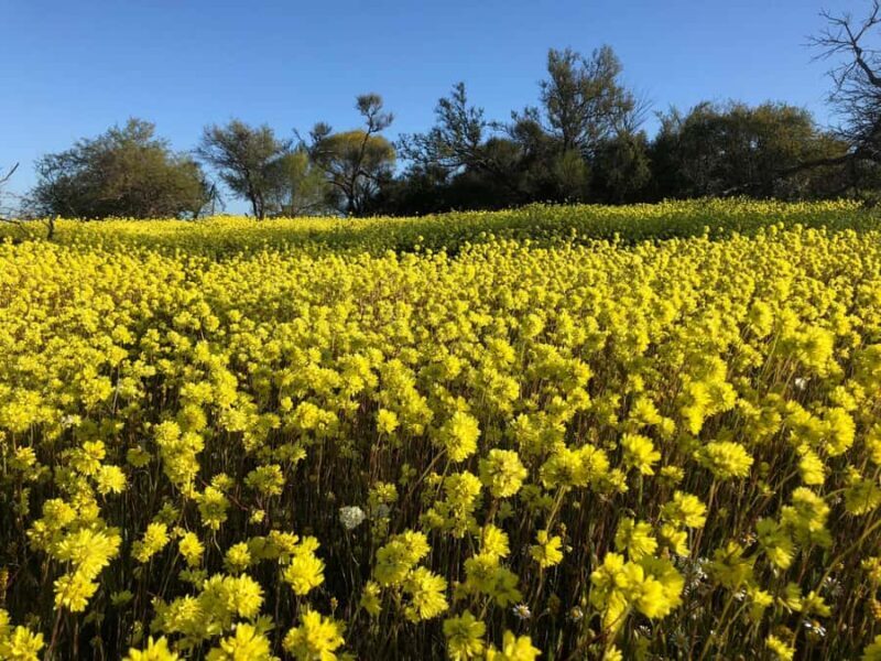 From Perth: Full-Day Wildflower Discovery Tour - Authentic Experience and Authentic Guidance