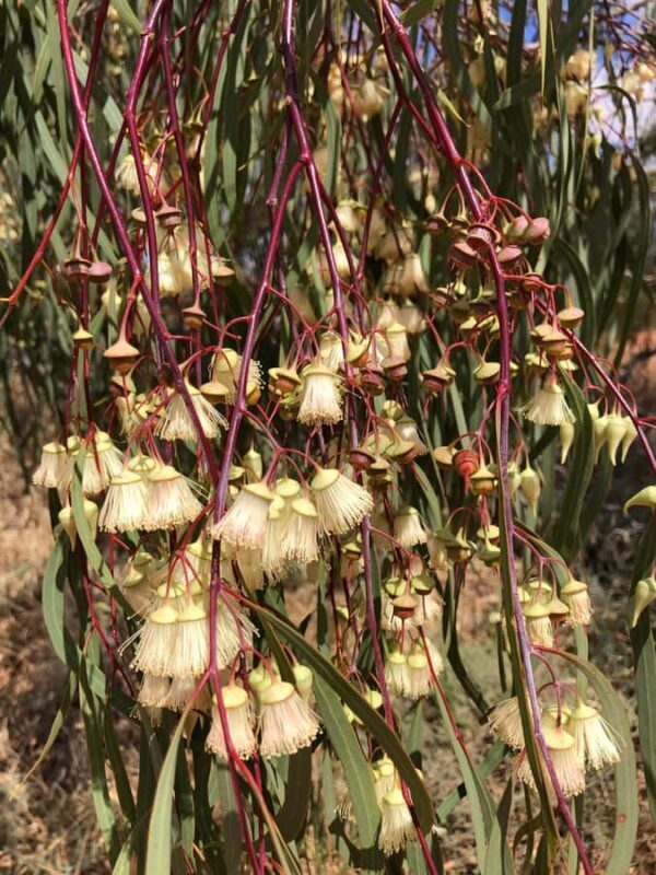 From Perth: Full-Day Wildflower Discovery Tour - Who Will Love This Tour?