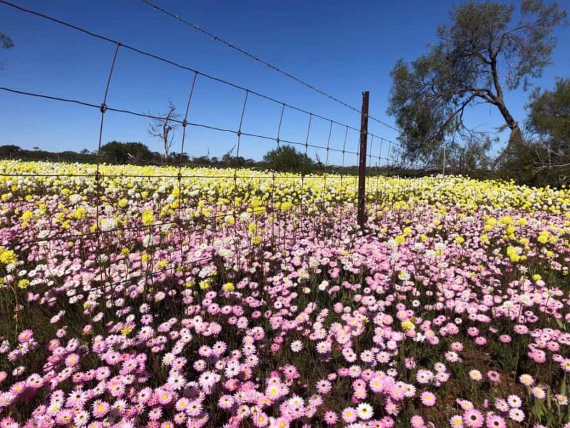 From Perth: Full-Day Wildflower Discovery Tour - The Sum Up