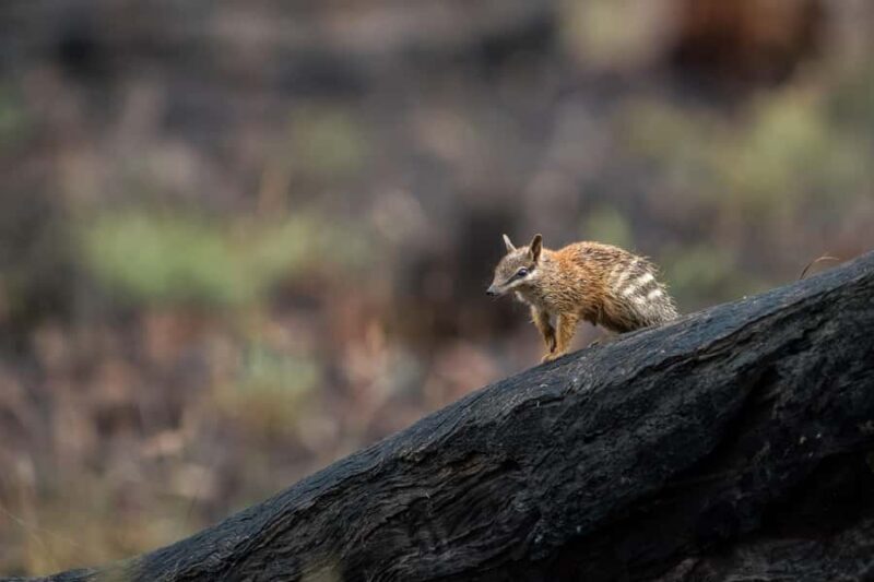 From Perth: Perth Wildlife Tour Under the Stars with Dinner - An In-Depth Look at the Tour Experience