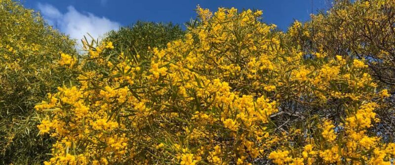 From Perth: Pinnacles Tour, Early Start, Avoid Crowds & Heat - FAQs About the Pinnacles Tour from Perth