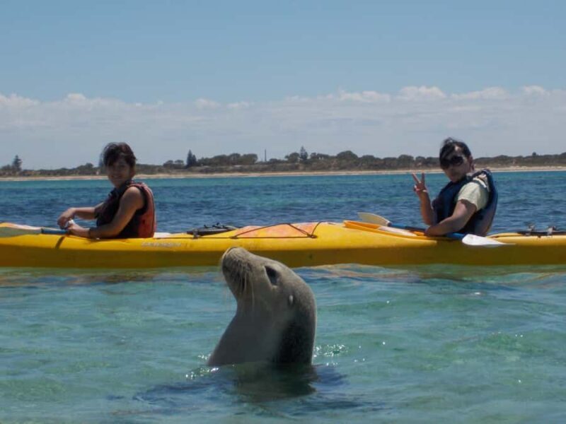 From Perth: Rockingham Seal & Penguin Islands Sea Kayak Tour - An Overview of What the Tour Offers