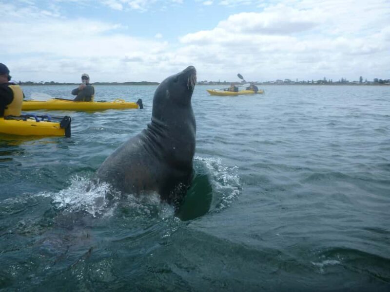 From Perth: Rockingham Seal & Penguin Islands Sea Kayak Tour - Frequently Asked Questions