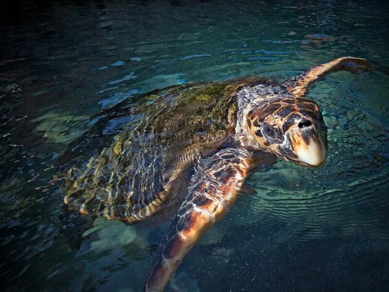 From Playa del Carmen: Complete Combo to Xcaret Park! - Final Thoughts