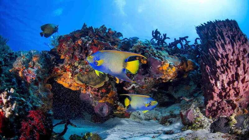 From Playa del Carmen: Cozumel Diving Adventure - Why Choose This Cozumel Diving Tour?