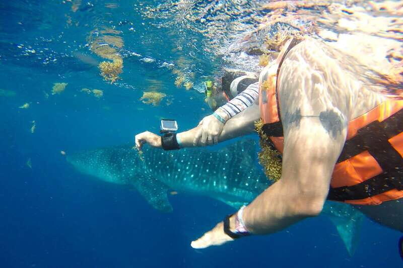 From Playa del Carmen: Whale Shark Tour - An In-Depth Look at the Whale Shark Tour