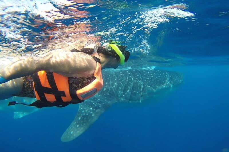 From Playa del Carmen: Whale Shark Tour - The Practical Aspects: Transport, Duration, and Group Size