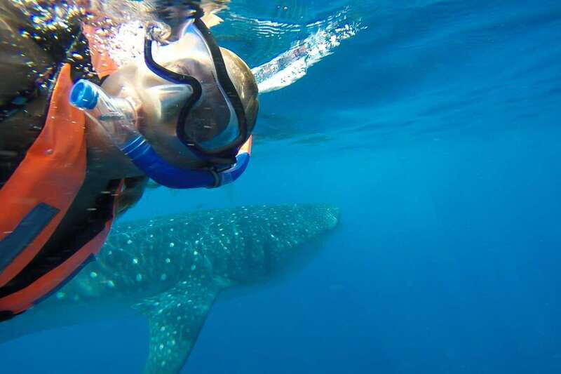 From Playa del Carmen: Whale Shark Tour - Authentic Feedback from Participants