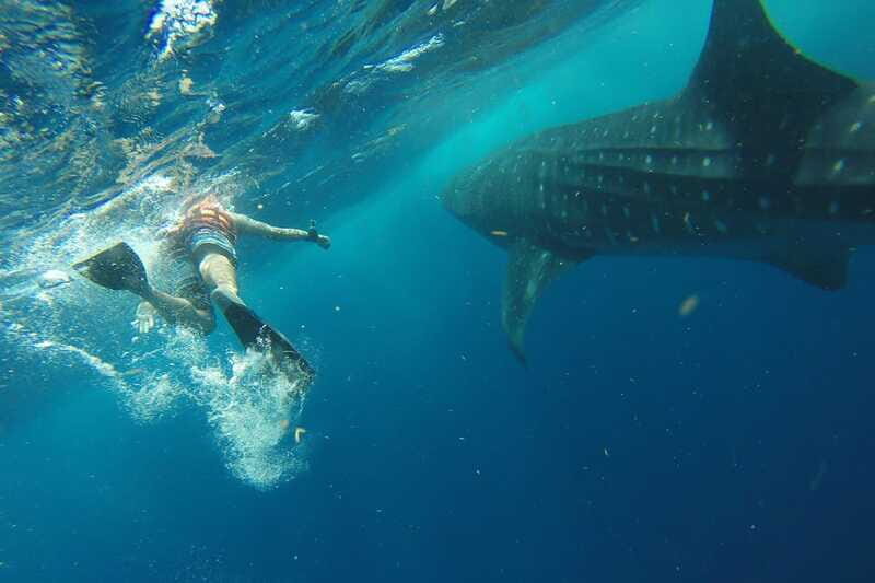 From Playa del Carmen: Whale Shark Tour - The Sum Up