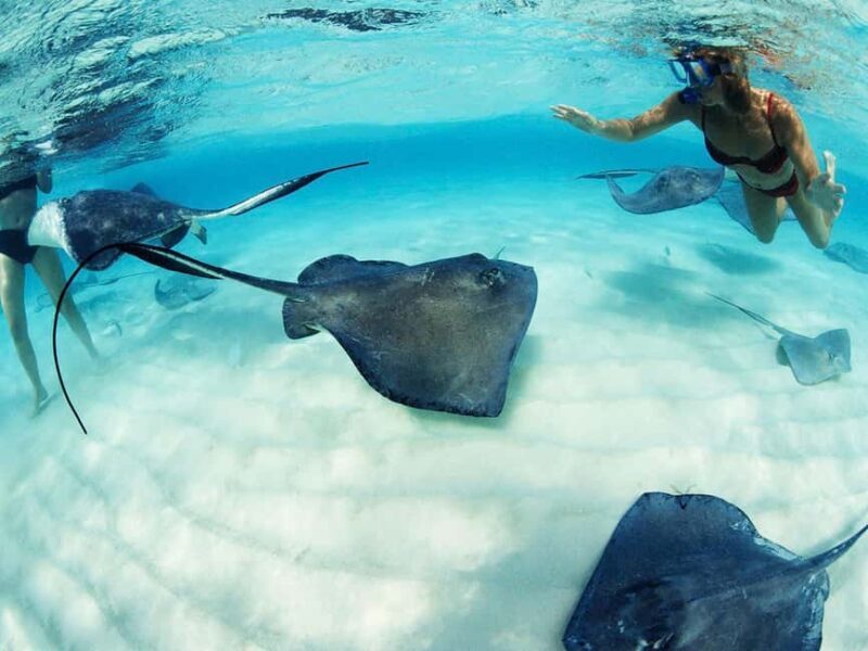 From Playa del Carmen: Xcaret Plus Park, the complete experience - Key Points