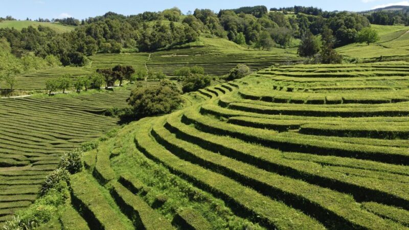 From Ponta Delgada: Furnas Lake Shore 4x4 Guided Day Trip - The Journey Begins: From Ponta Delgada to Furnas