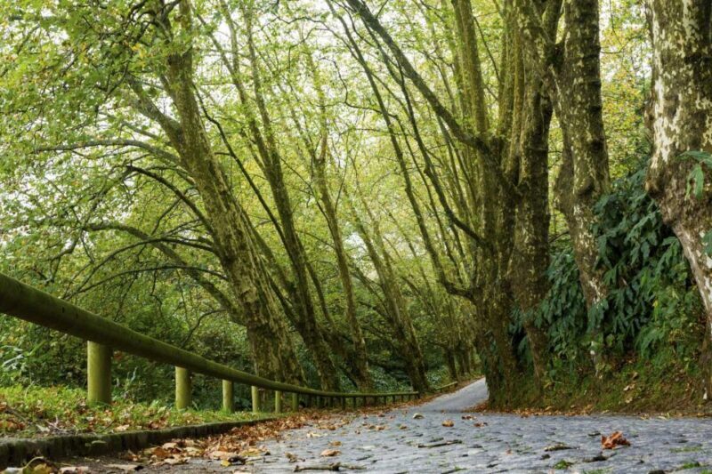 From Ponta Delgada: Guided Walking Tour to Salto do Cabrito - What Makes This Tour Special?