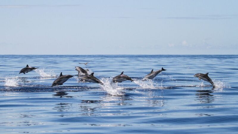 From Ponta Delgada: Whale and Dolphin Watching Trip - The Experience: What to Expect