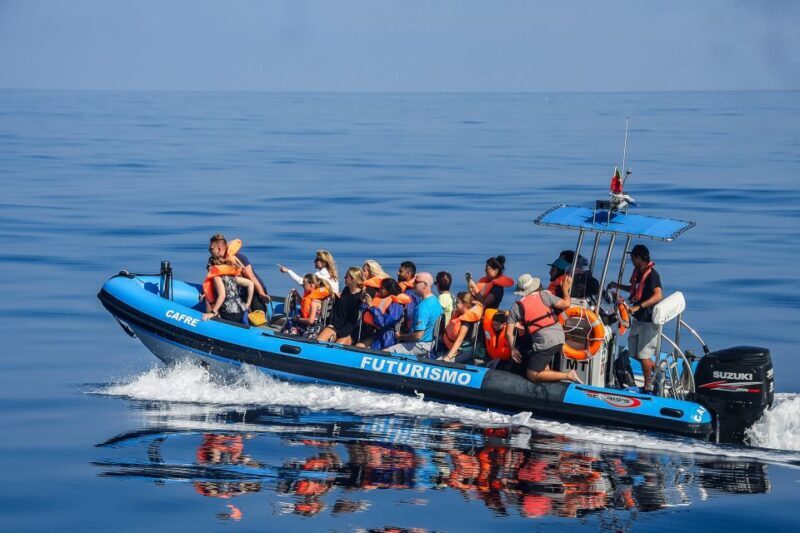 From Ponta Delgada: Whale and Dolphin Watching Trip - The Authentic Marine Experience