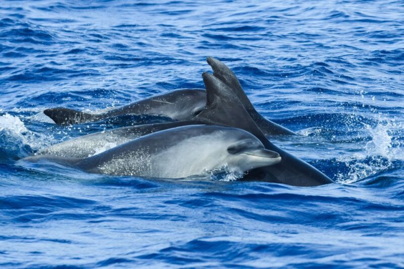 From Ponta Delgada: Whale and Dolphin Watching Trip - FAQ