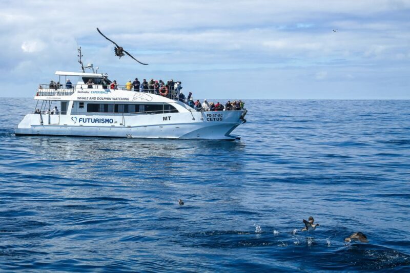 From Ponta Delgada: Whale and Dolphin Watching Trip - In Summary