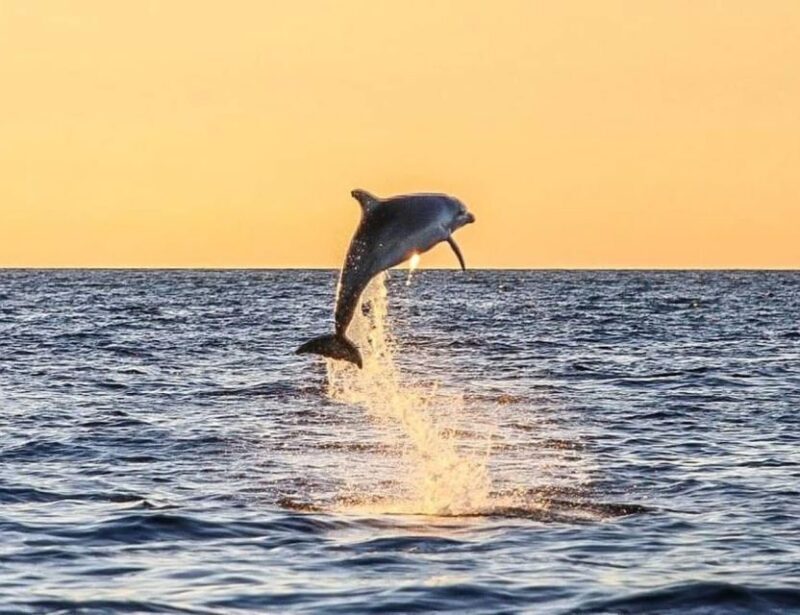 From Pore: Evening Dolphin Cruise with Welcome Drink - Who Will Love This Tour?