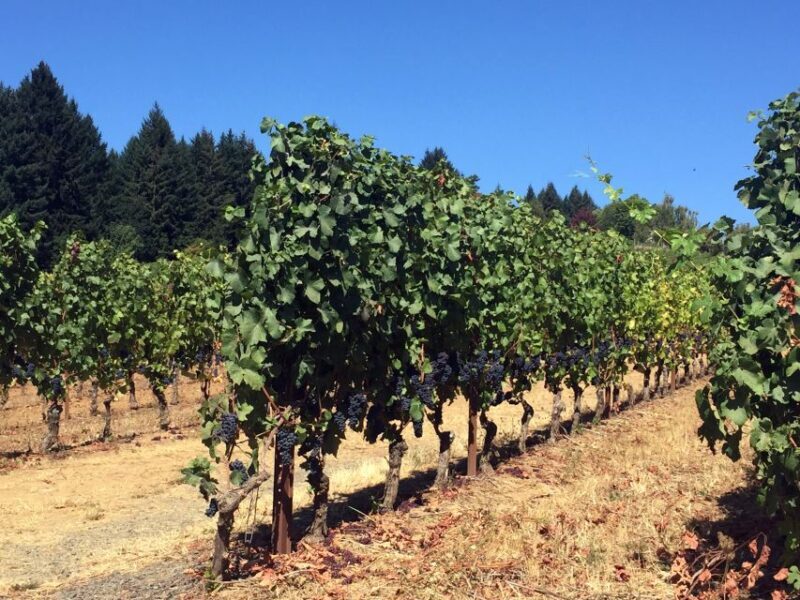 From Portland: Willamette Valley Wine & Whisky - Final Thoughts: Is It Worth It?