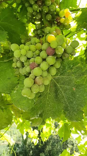 From Porto Day Douro Valley Wine Tour 2 Wine Tasting & Lunch - The Douro River Boat Cruise