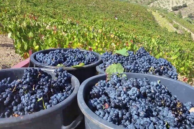 From Porto: Douro Valley Tour with 2 Wineries, Lunch and Cruise - The Guides: Knowledge and Humor Matter