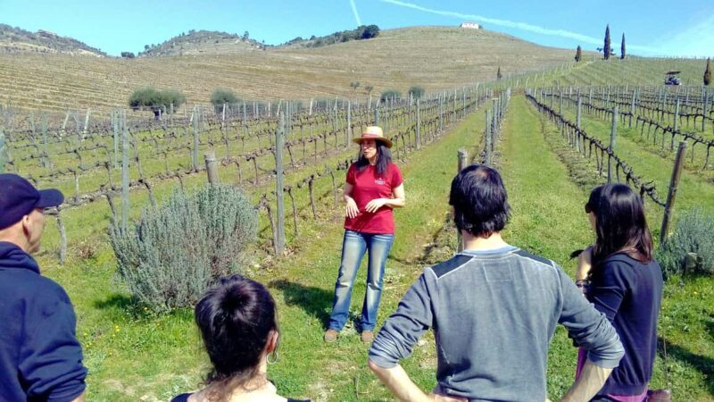 From Porto: Premium Douro Valley 4 Vineyards Tour with Lunch - Key Points