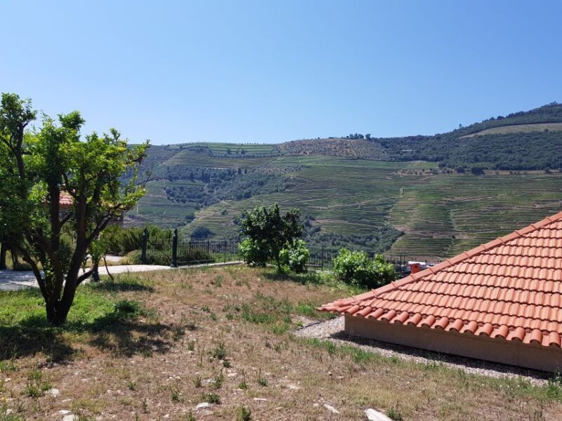 From Porto: Premium Douro Valley 4 Vineyards Tour with Lunch - Authentic Experiences and Guest Feedback