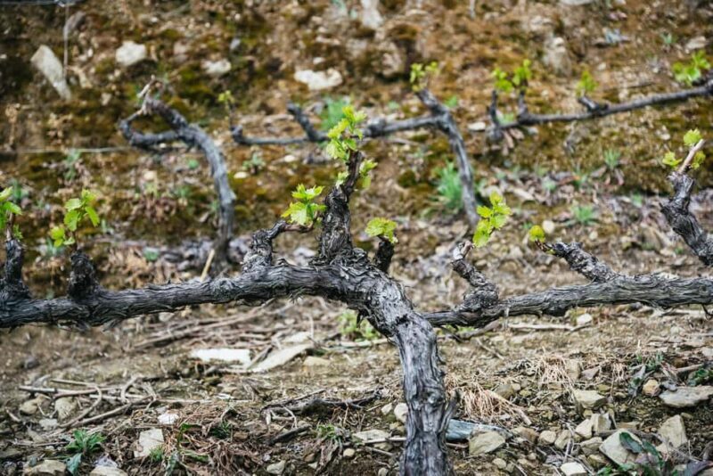 From Porto: Small Group Douro Valley Tour with Wine & Cruise - The Sum Up