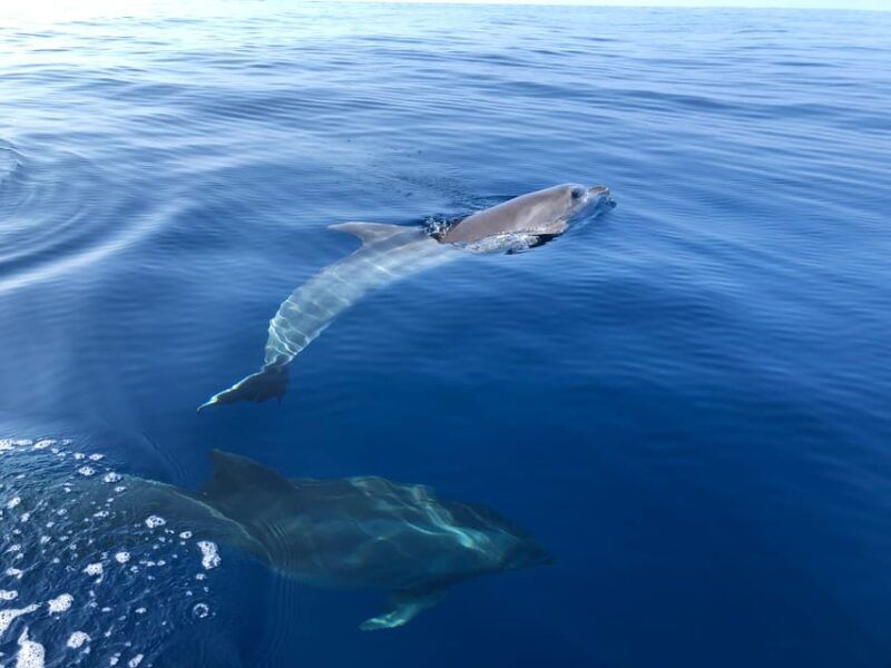 From Propriano: Gulf of Valinco Jetski Tour - 1h - Authentic Experiences and Guest Insights