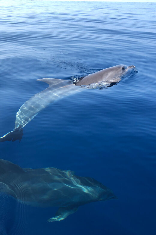 From Propriano: Gulf of Valinco Jetski Tour - 1h - Final Thoughts