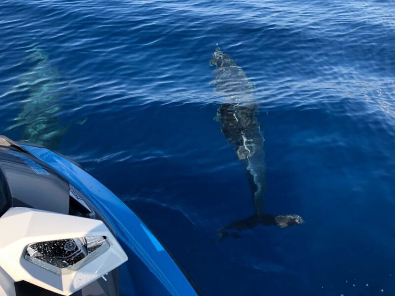 From Propriano, Jetski tour Cala d' Aguillia - 2 h - An In-Depth Look at the Corsica Jet Ski Tour from Propriano  