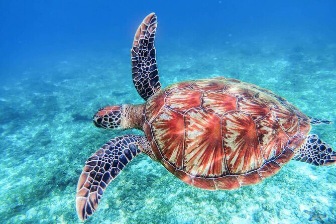 From Protaras: Turtle Cove & Blue Lagoon Cruise - The Sum Up