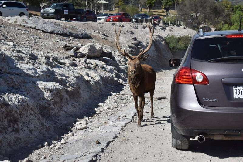 From Puebla: Africam Safari Private Tour all included - Key Points
