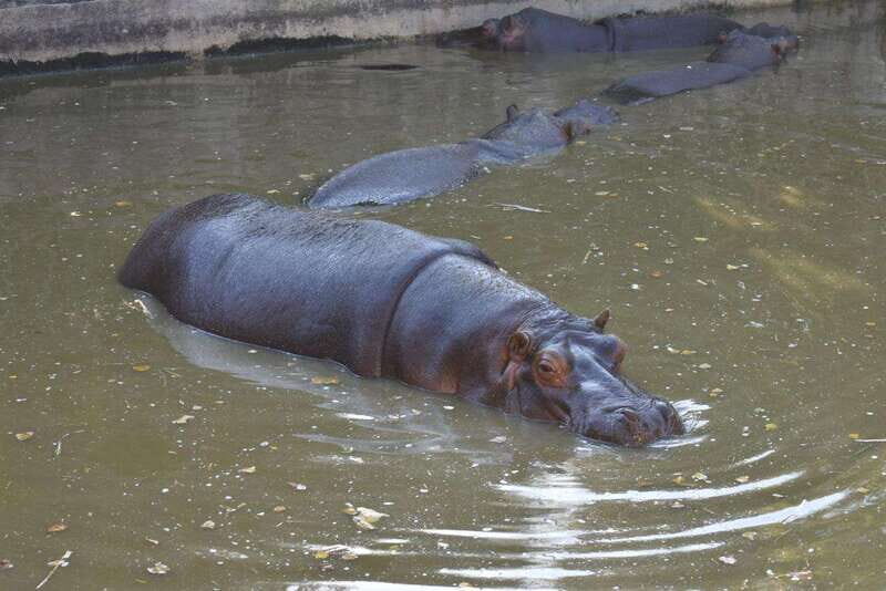 From Puebla: Africam Safari Private Tour all included - The Safari Adventure: What to Expect