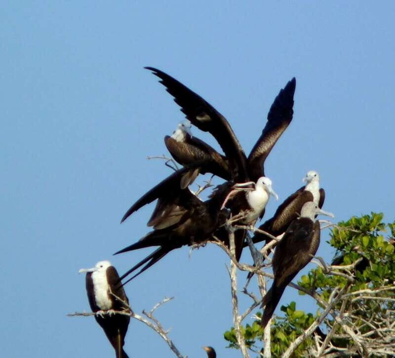 From Puerto Escondido: Birdwatching on a Boat - Who Is This Tour Best For?