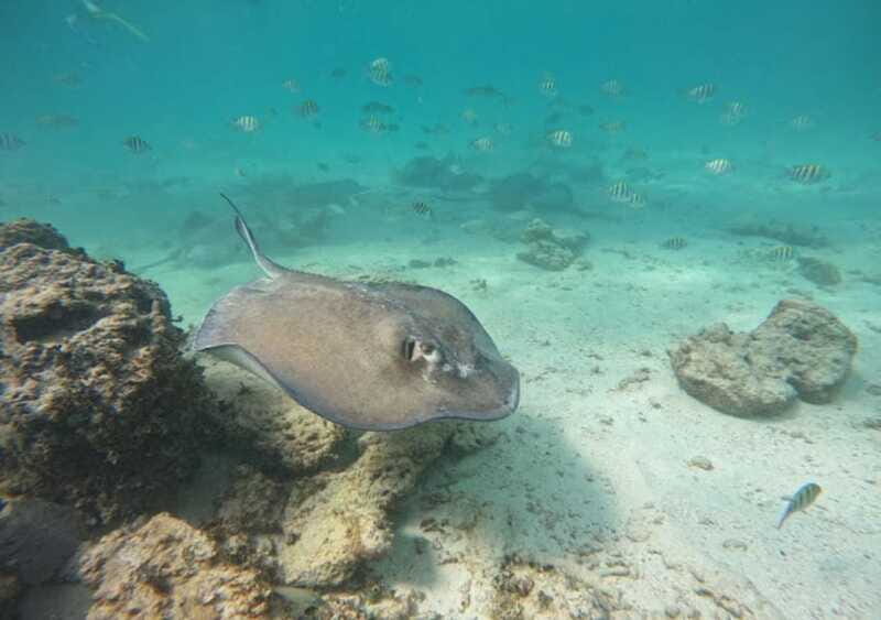 From Puerto Morelos: Ocean Reef Snorkeling - Practical Details and Why They Matter