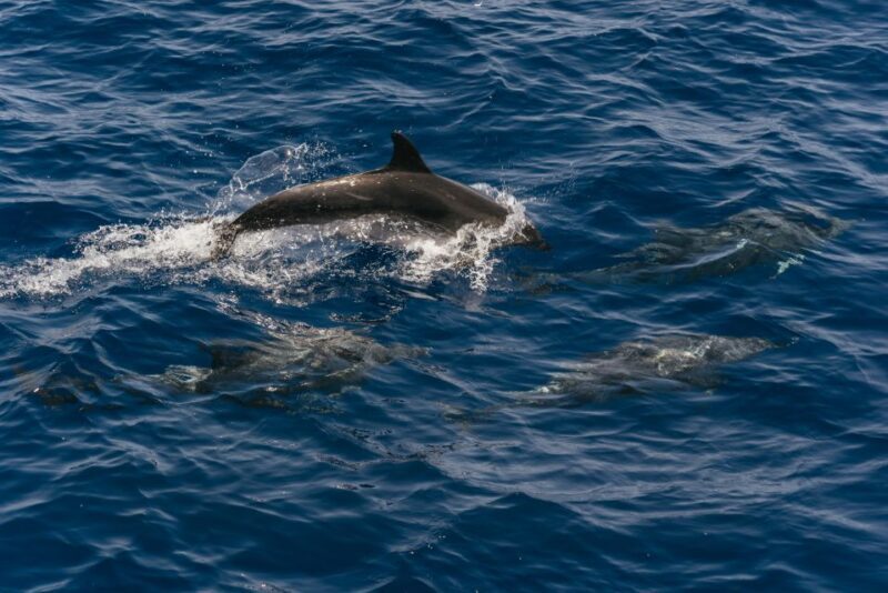 From Puerto Rico de Gran Canaria: Dolphin Watching Cruise - An Honest Look at the Dolphin Watching Experience
